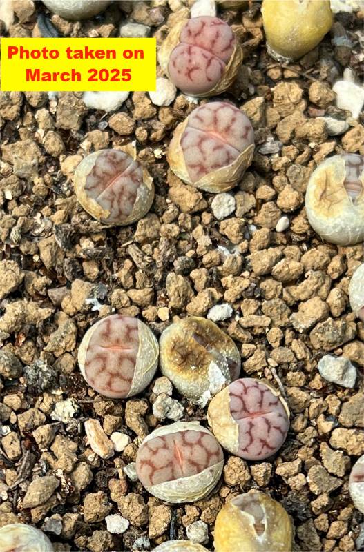 Lithops | Discover Rare Succulent Plants at Vivian Lithops Garden